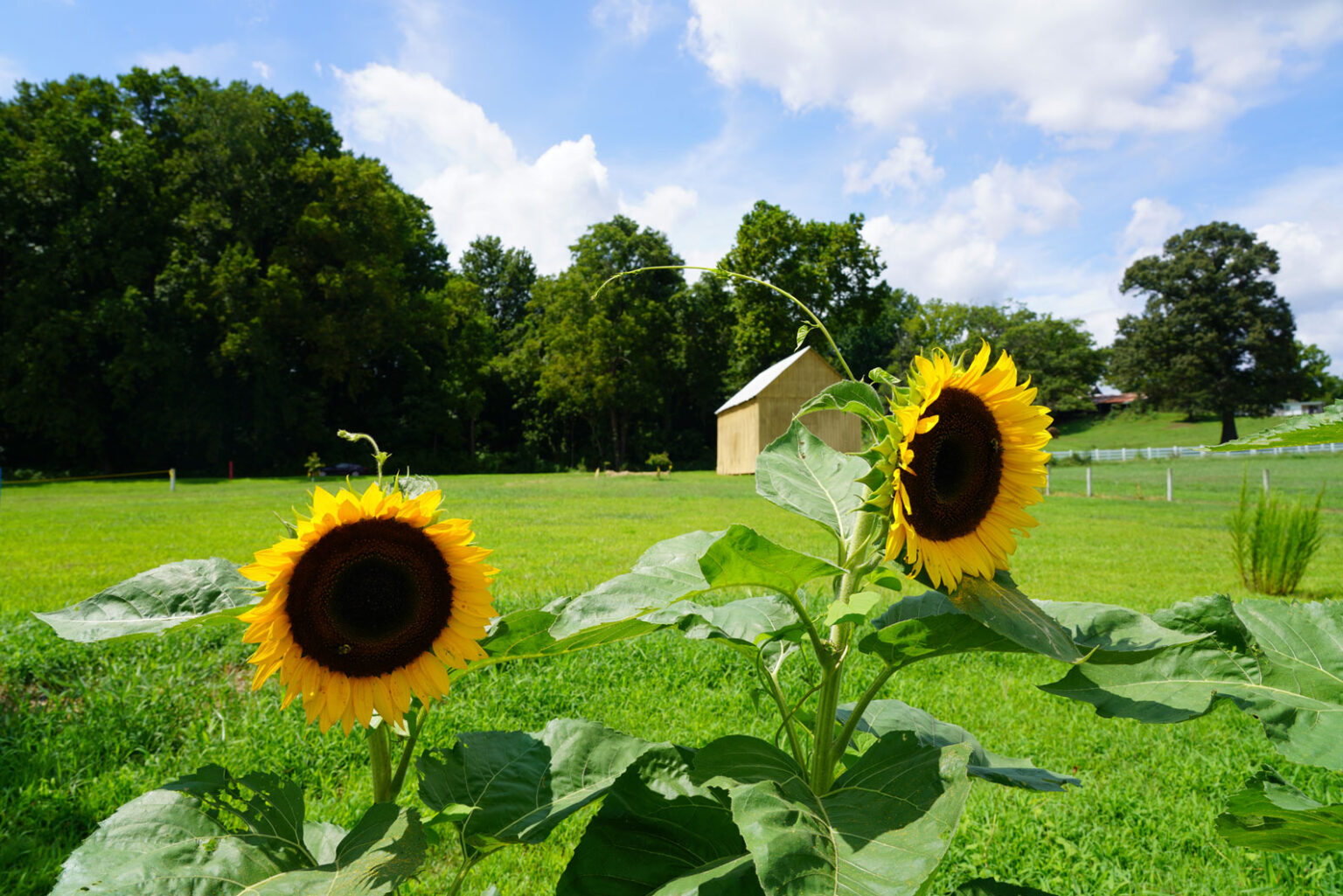 Home - Serenity Farm